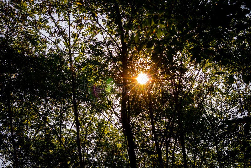 Ray of Lights Shining through Canopy of Trees Stock Photo - Image of ...