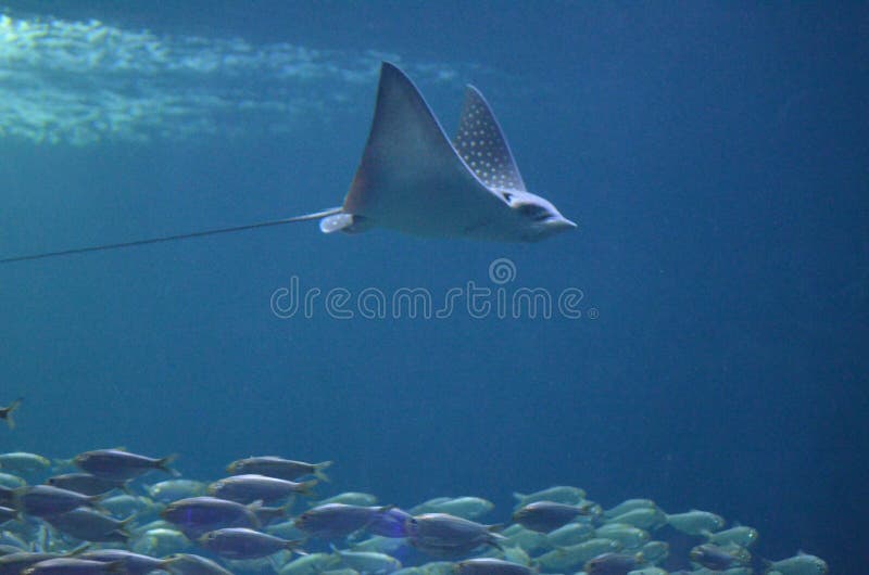 Ray with a Long Tail Swimming Above Schooling Fish Stock Photo - Image ...