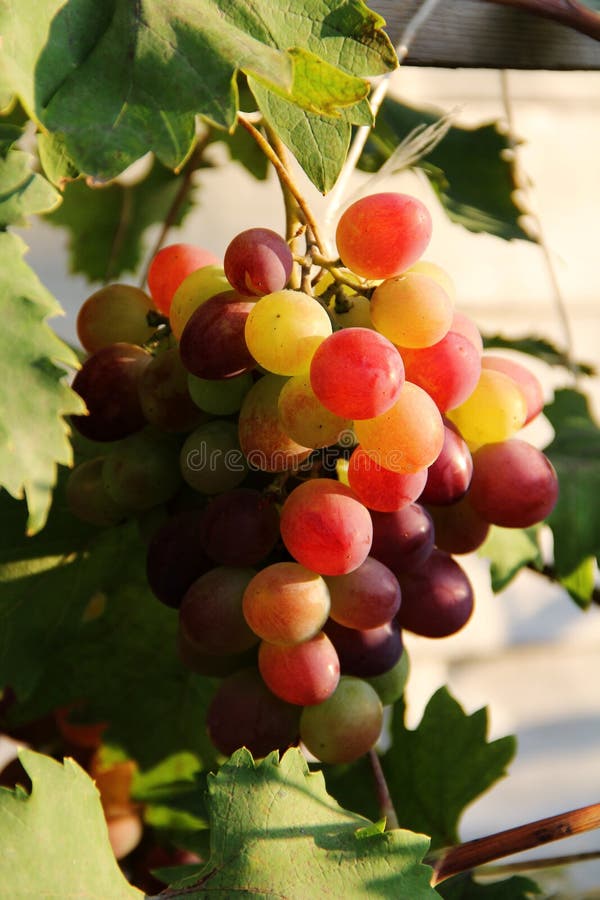 Beautiful Grapes in Sunlight. Stock Photo - Image of bathes, summer ...