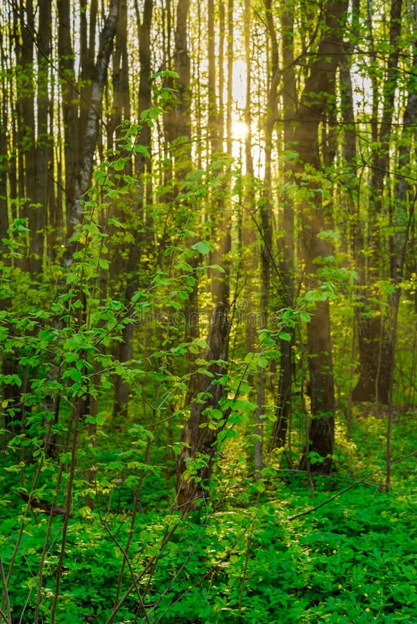Ray of Sunshine through the Tree Stock Image - Image of shine, mist ...