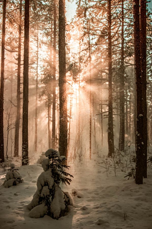 A Ray of Sunlight Made Its Way through the Dense Thickets of the Winter ...