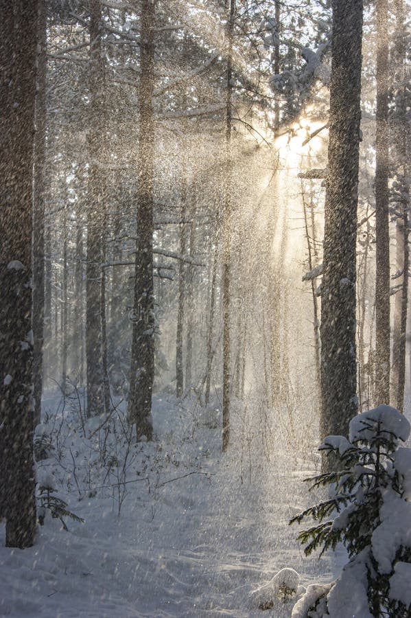 A Ray of Sunlight Made Its Way through the Dense Thickets of the Winter ...