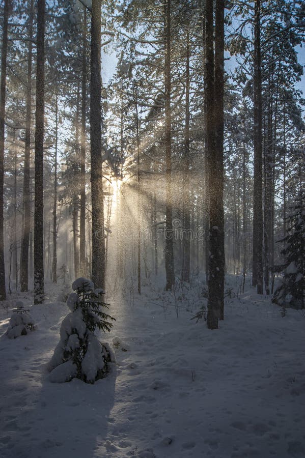 A Ray of Sunlight Made Its Way through the Dense Thickets of the Winter ...
