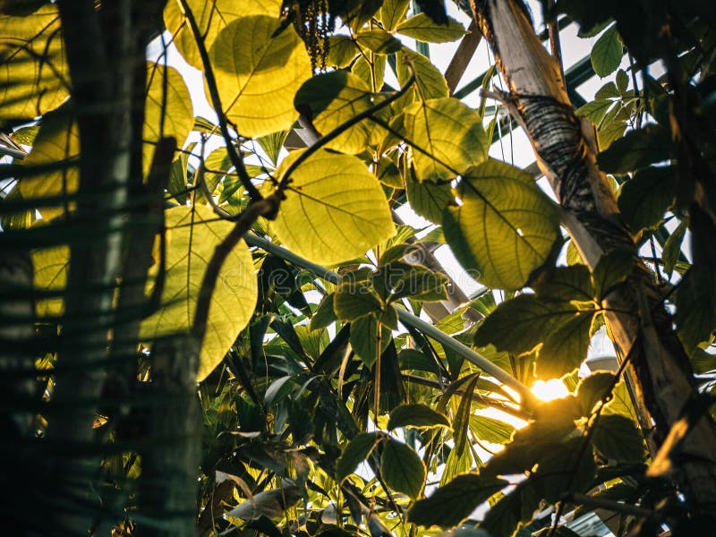 Ray of Sunlight Streams through the Lush Foliage of a Group of Trees ...