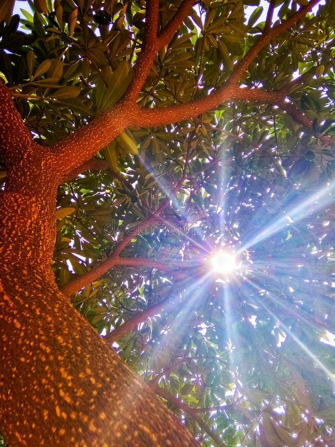 A Ray of Sunlight in a Tree Stock Image - Image of nice, flowers: 135678913