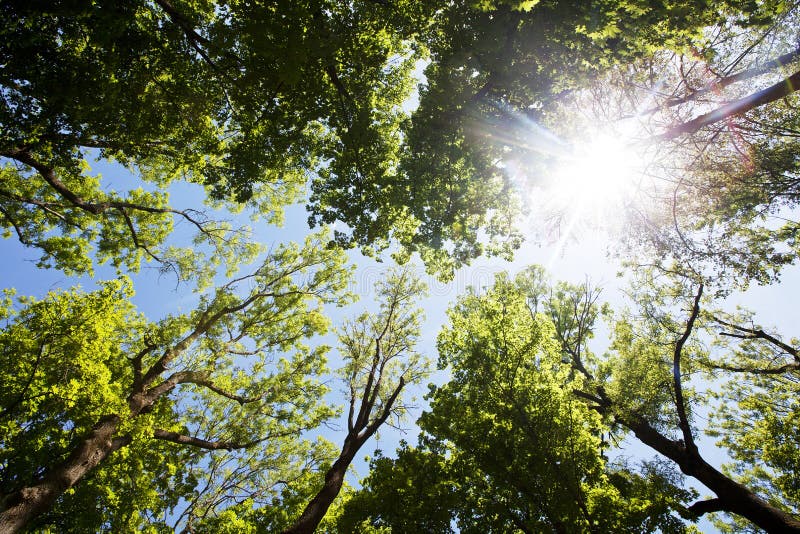 Sunlight through trees stock photo. Image of sunlight - 45150366