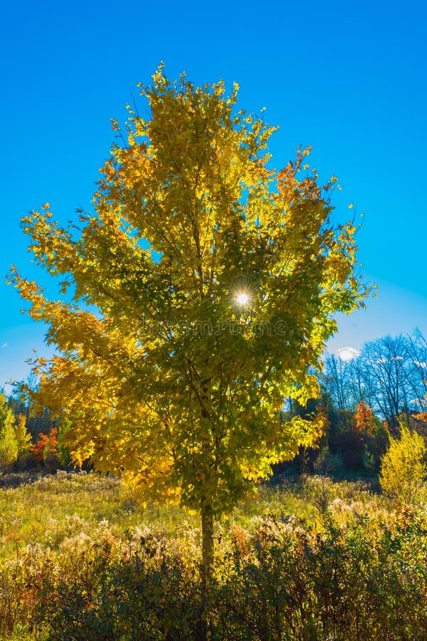 A Ray of Sunshine through an Autumn Tree Stock Image - Image of season ...