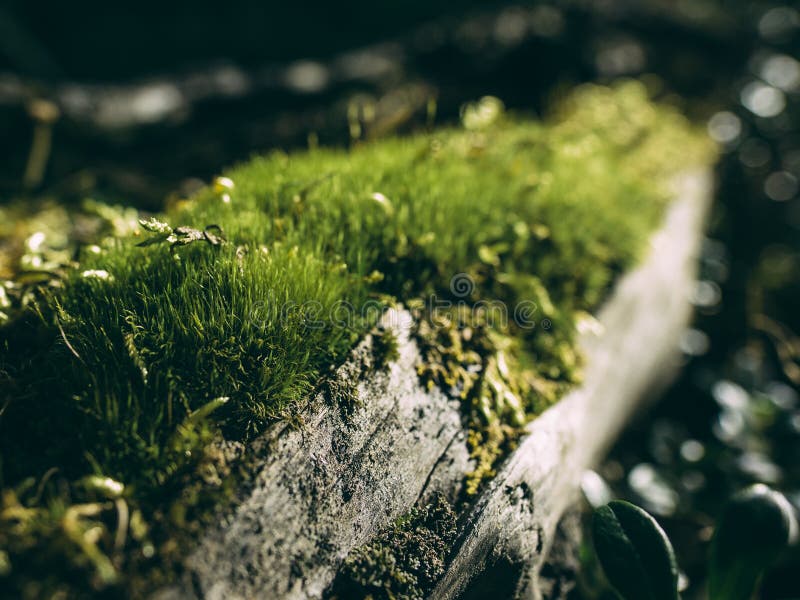 Ray of Sunshine in a Damp Forest Green Moss Covers Stock Image - Image ...