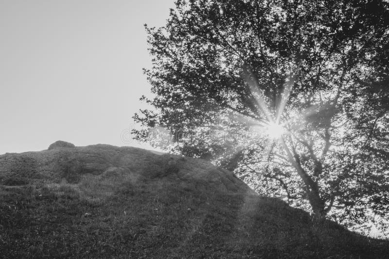Ray of Sunshine Peeking through a Tree on a Hill. Black and White Stock ...