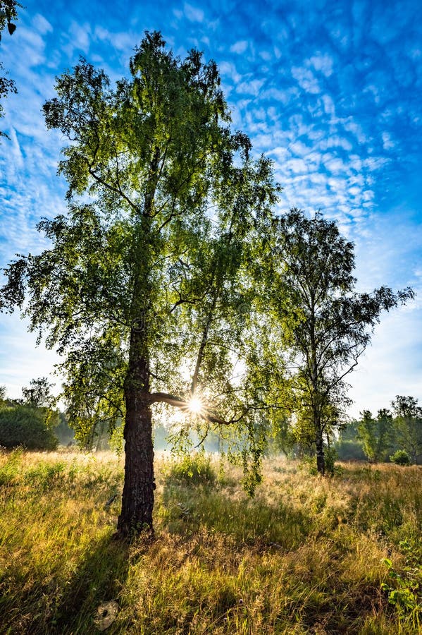 Ray of Sunshine through the Tree Stock Image - Image of outdoors, scene ...