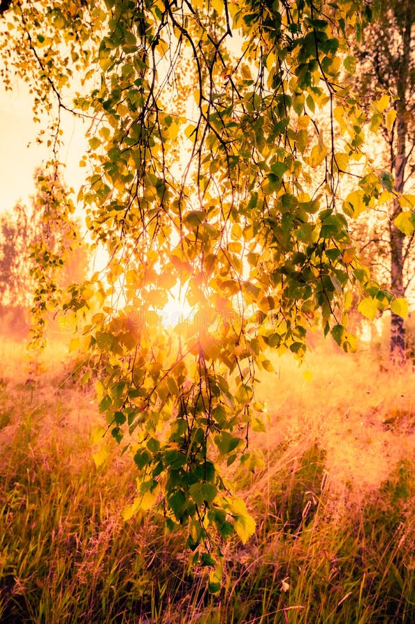 Ray of Sunshine through the Tree Stock Image - Image of natural, beauty ...