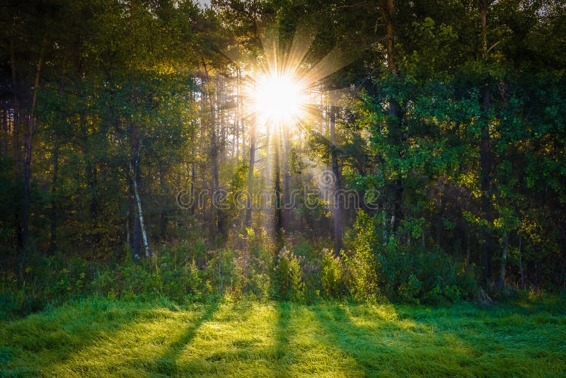 Ray of Sunshine through the Tree Stock Photo - Image of outdoor, spring ...