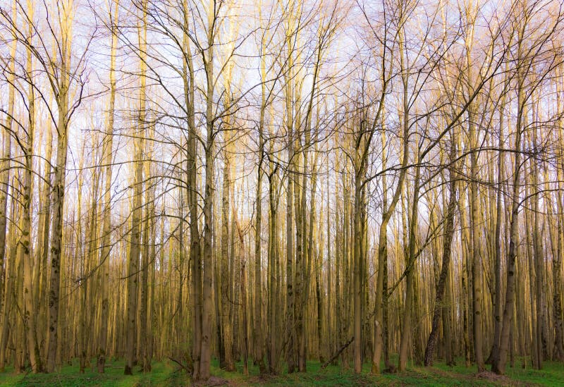 Ray of Sunshine through the Tree Stock Photo - Image of shadow, nature ...