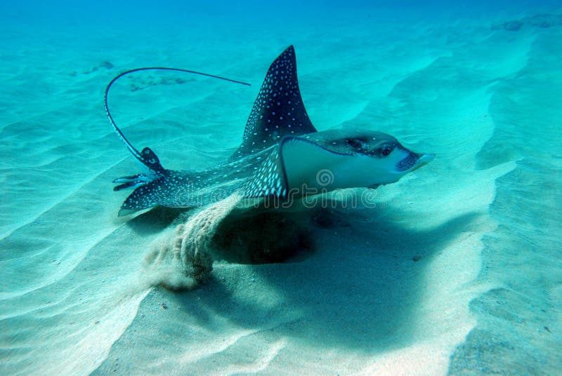 Ray Swimming on the Ocean Floor Stock Photo - Image of speckled, diving ...