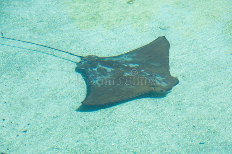 Ray Swimming in the Pool of a Public Park Stock Image - Image of reef ...