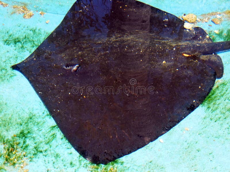 Ray swimming shallow water stock image. Image of creature - 5157563