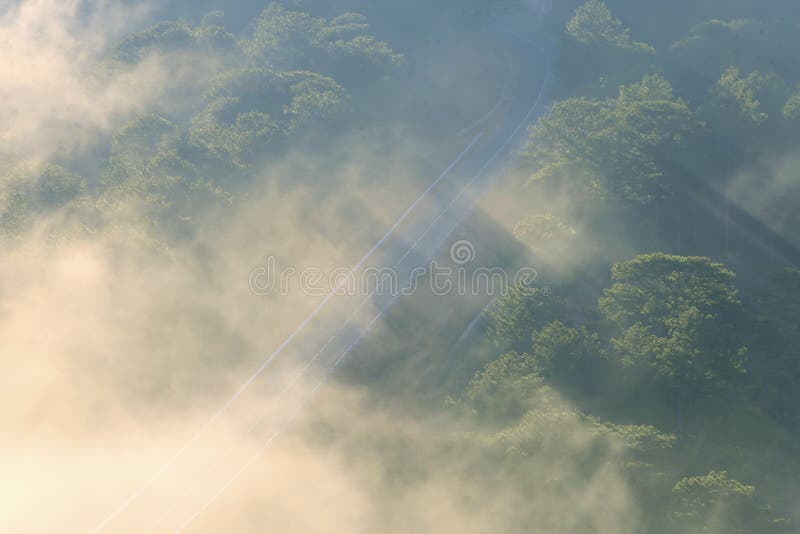 Ray, Tree, Fog and Sunlight Stock Image - Image of morning, light: 77551219