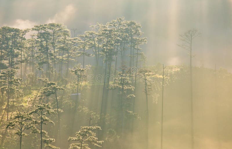 Ray, Tree, Fog and Sunlight Stock Image - Image of light, holiday: 77554677