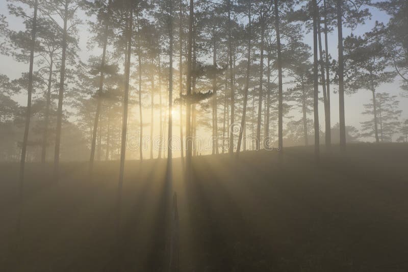 Ray, Tree, Fog and Sunlight Stock Photo - Image of amazing, morning ...