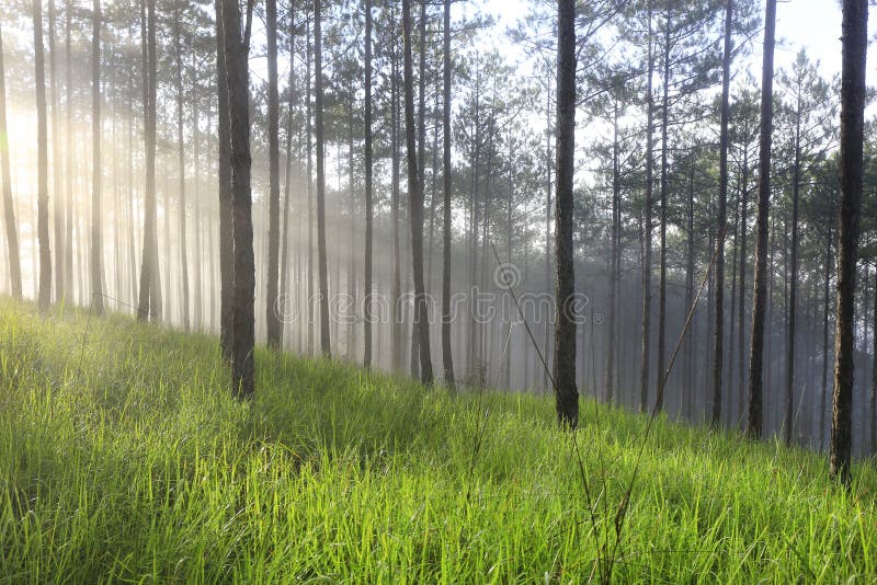 Ray, Tree, Fog and Sunlight Stock Image - Image of environment, amazing ...