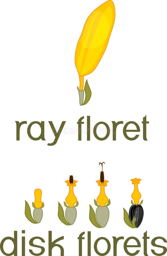 Structure of Flower of Sunflower in Cross Section. Structure of Ray ...