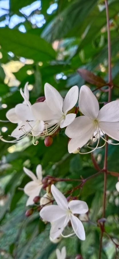 Raya Tree, Clerodendrum Smithianum Stock Image - Image of shrub, leaf ...