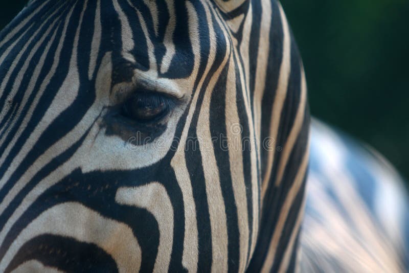 Rayas de la cebra foto de archivo. Imagen de piel, superficie - 40156666
