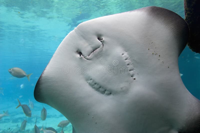 198 Stingray Mouth Stock Photos - Free & Royalty-Free Stock Photos from ...