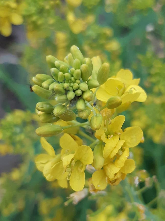 Saag Flowers Stock Photos - Free & Royalty-Free Stock Photos from ...