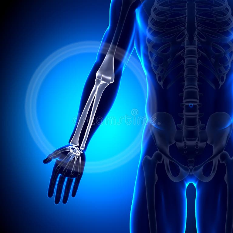 Cubitus Stock Illustrations, Vecteurs, & Clipart – (5,106 Stock ...