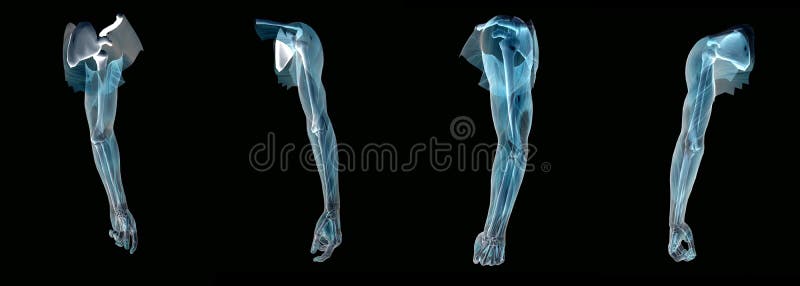 Rayon de bras d'anatomie X illustration stock. Illustration du muscle ...