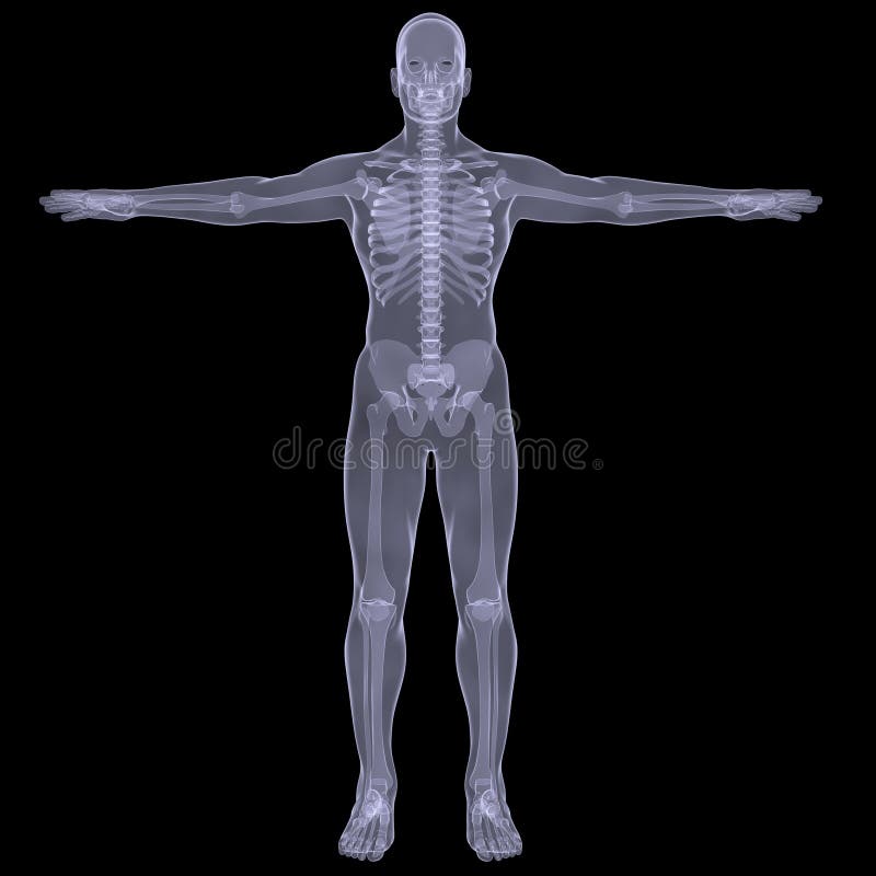 Rayon X de l'homme illustration stock. Illustration du anatomique ...