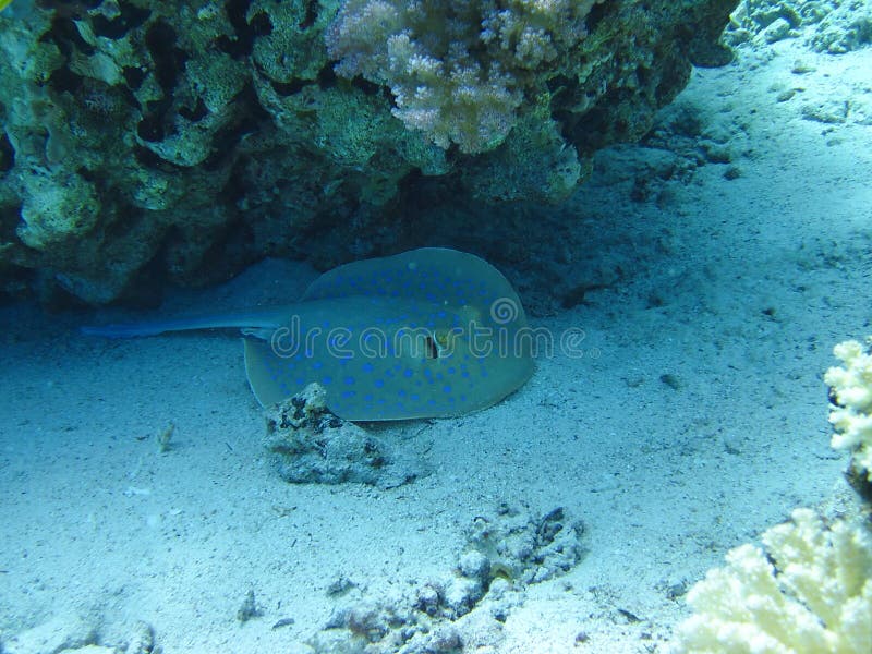 Rayon de poissons photo stock. Image du nature, dangereux - 14358428