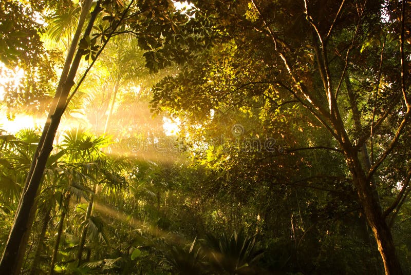 Rayos De Sol En Una Selva En La India Foto de archivo - Imagen de suelo ...