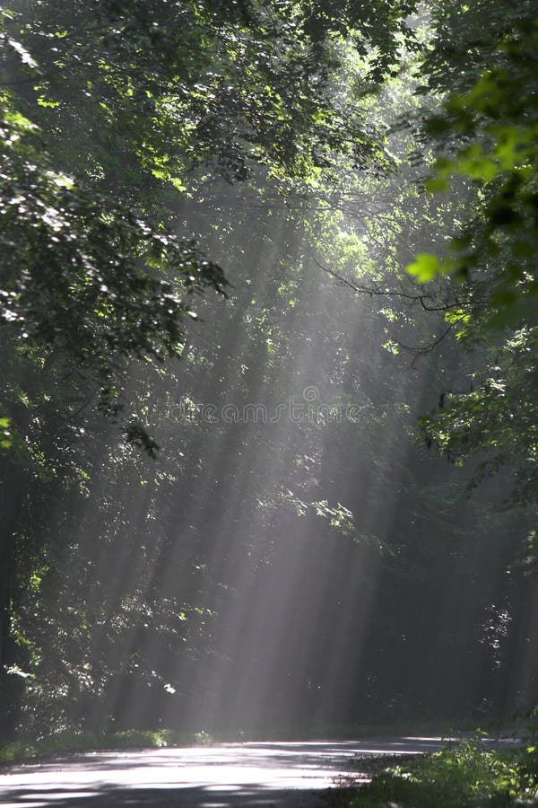 Rayos De Sol Imagen. Imagen: 852491