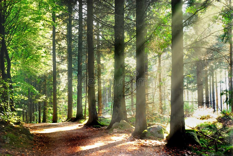 Bosque Hermoso En La Salida Del Sol Imagen de archivo - Imagen de ...