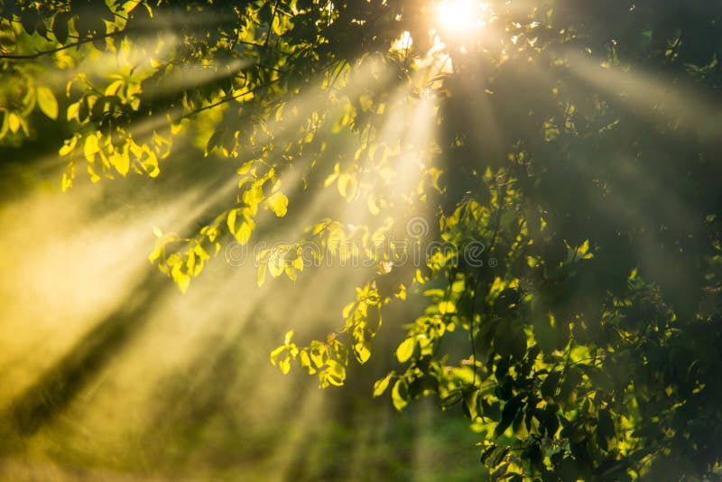 Rayos De Sun En La Salida Del Sol Imagen de archivo - Imagen de paisaje ...