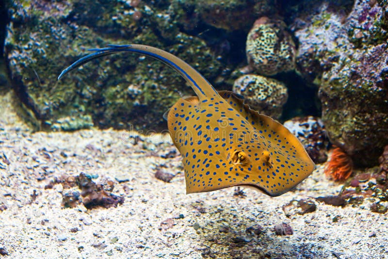 Rays stock image. Image of shadow, coral, blue, rays - 13972105