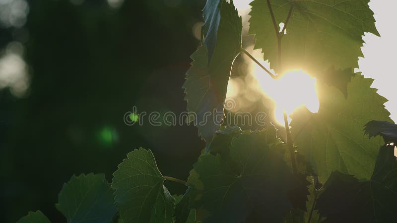 Leaves of Grape Plant Backlit by the Sun Stock Video - Video of sunny ...