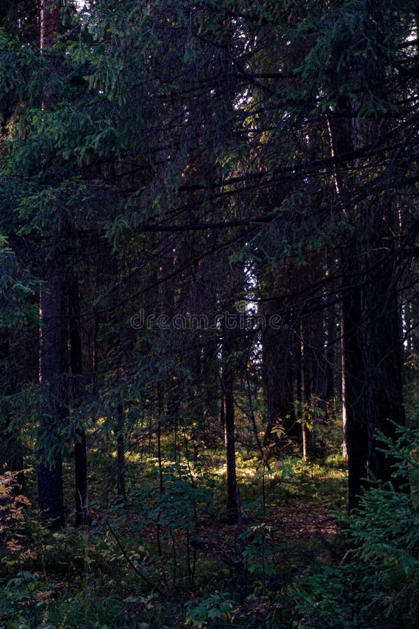 The Rays of the Autumn Sun Break through the Forest Stock Photo - Image ...