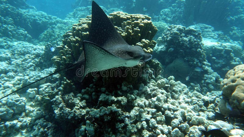 Rays Batoidea. Spotted Eagle Ray. Ordinary Spotted Orchak Stock Photo ...
