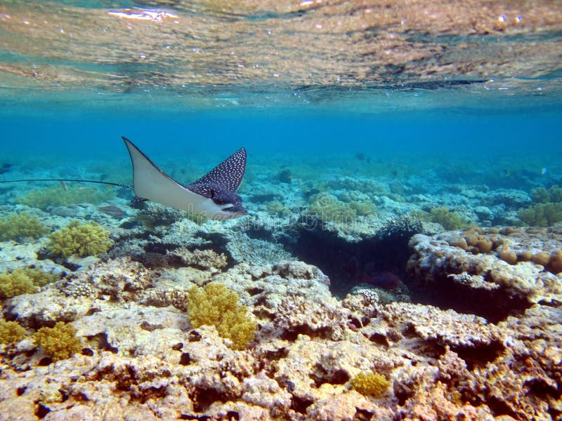 Rays Batoidea. Spotted Eagle Ray. Ordinary Spotted Orchak Stock Photo ...