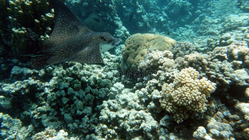 Rays Batoidea. Spotted Eagle Ray. Ordinary Spotted Orchak Stock Image ...