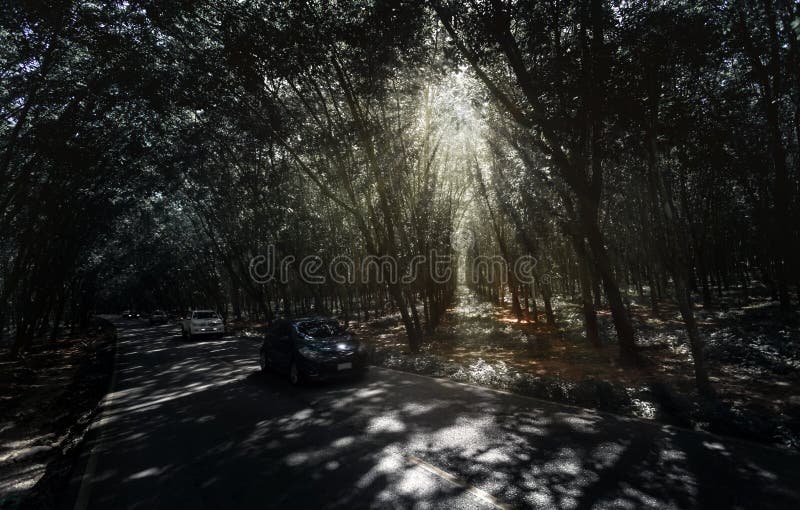 Rays of Bursting Sunlight in Dark Forest with Blurry Cars Stock Photo ...
