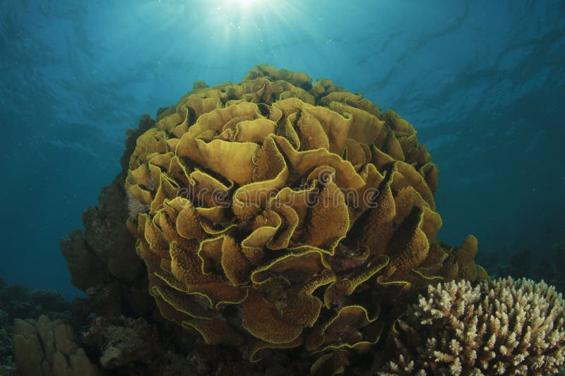 The Rays of the Evening Sun Fall on the Round Coral Reef. Stock Image ...