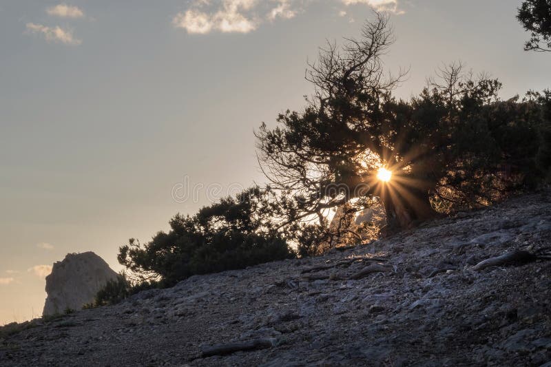 The Rays of the Evening Sun through the Pine Tree in the Autumn Stock ...