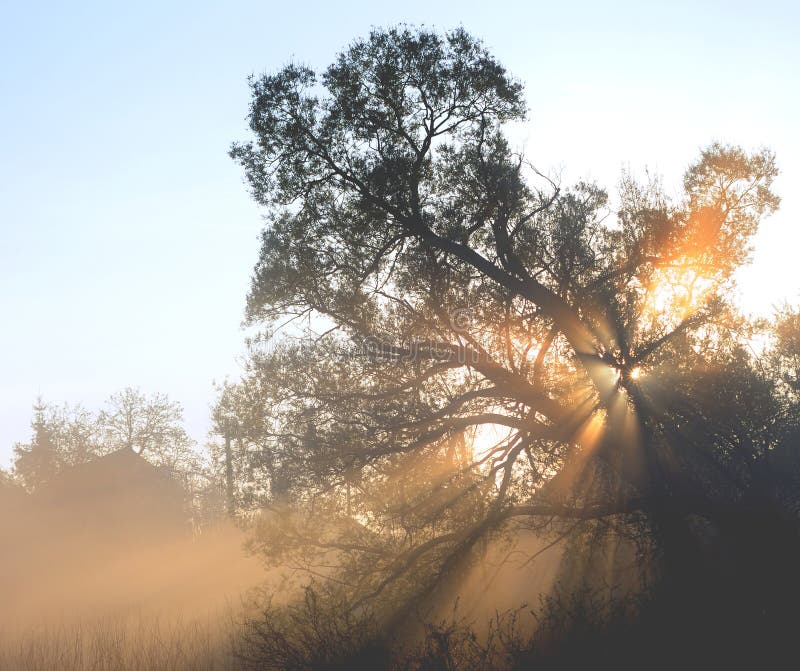Rays of light stock photo. Image of nature, beams, shone - 15914058