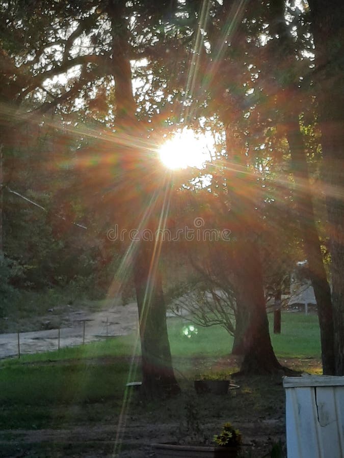 Rays of light stock photo. Image of flower, morning - 199146890