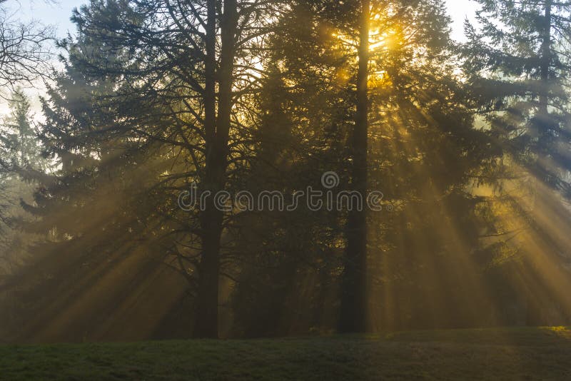 Rays of light stock photo. Image of beam, mist, light - 36405604
