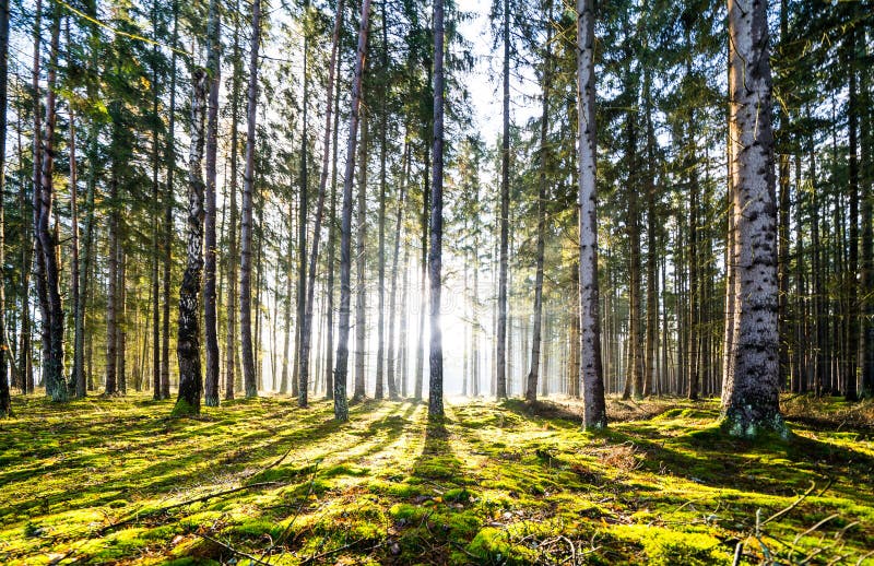 Sun rays in the forest stock photo. Image of misty, light - 272957884